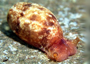 头J目 Cephalaspidea 蓝色动物学（中国动物学科普）